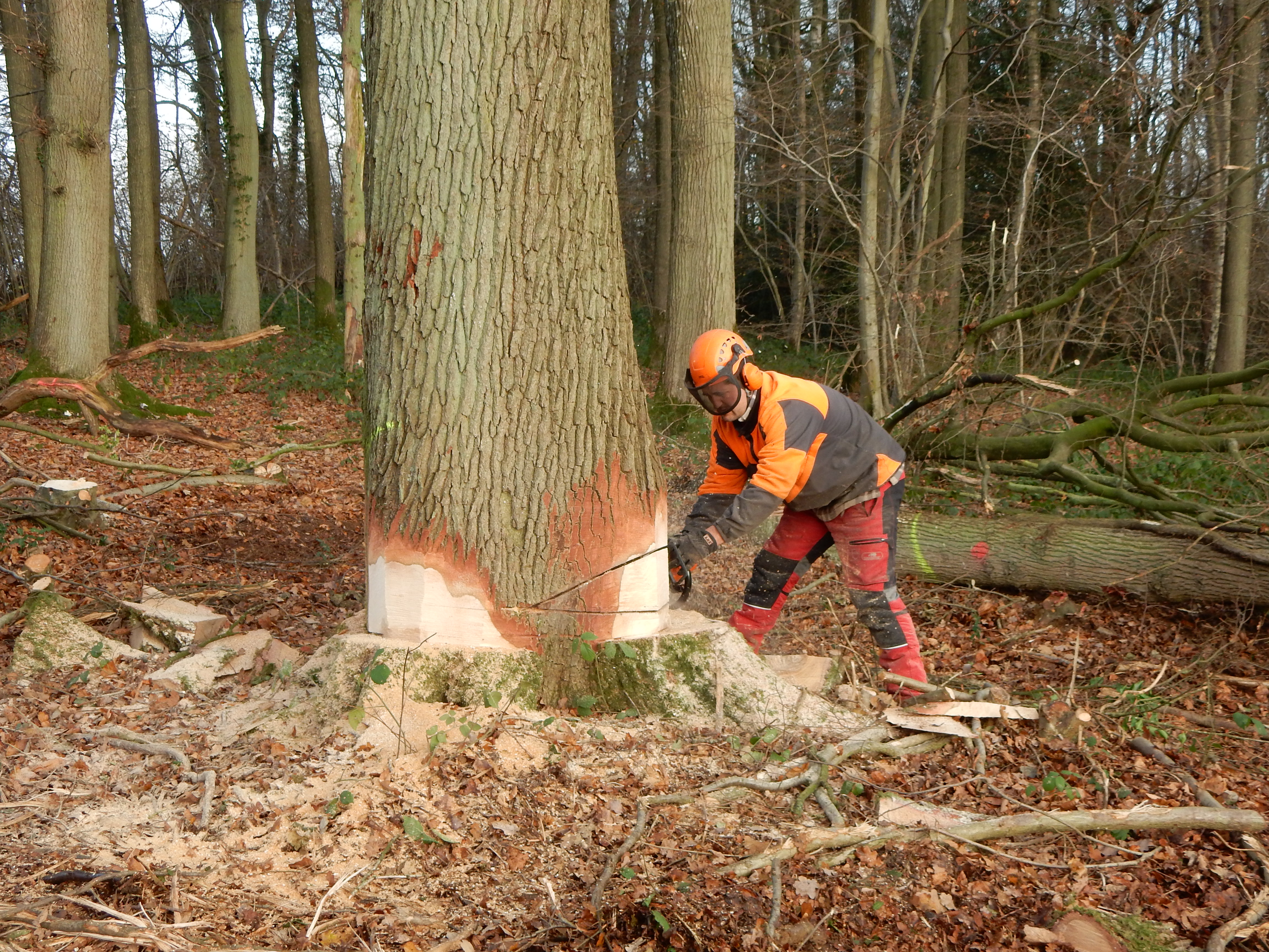 Abattage d'arbres élagage et débrousaillage Pont l'Évêque Calvados 14